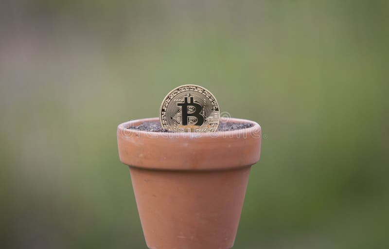 Bitcoin in a Flower Pot Filled with Soil Stock Photo - Image of banking ...