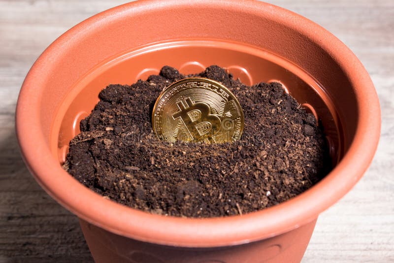 Bitcoin is Planted in the Ground for Its Growth. Bitcoin in a Flower ...