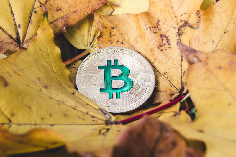 Bitcoins on a Fallen Autumn Leaf, the Concept of the Fall of Bit Stock ...