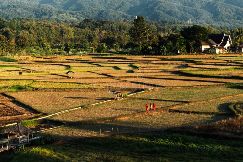 Bitd Eye View of Rice Field with Local Thai Monks is Walking Editorial ...