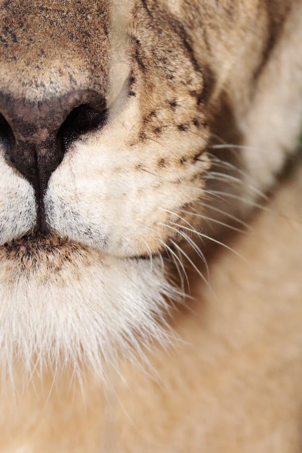 Bite stock image. Image of head, etosha, asian, close - 12854637
