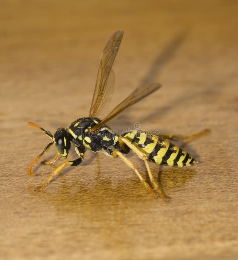 Bite stock image. Image of cruel, sting, slender, wings - 969537