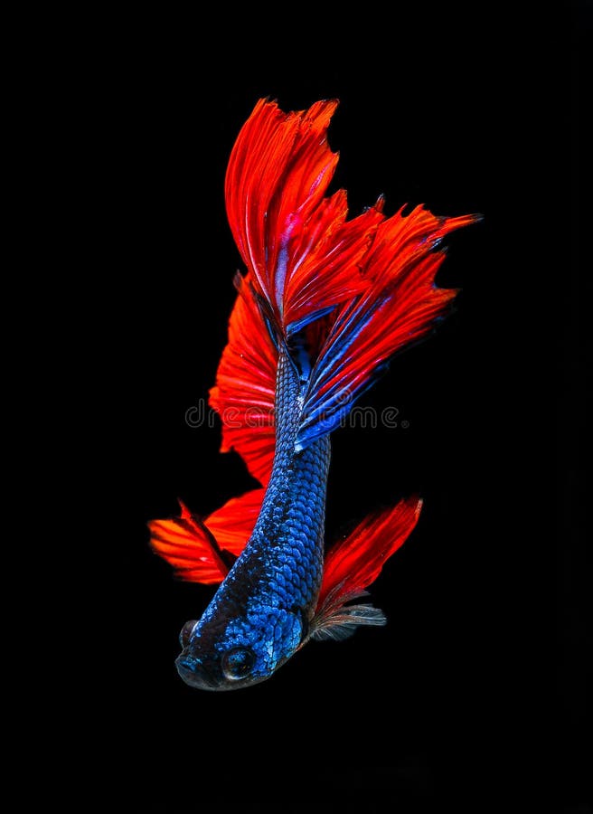 Bite Fish With Beautiful Colors Picture. Image: 127619348