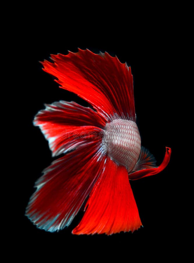 Bite Fish with Beautiful Colors Stock Image - Image of animal, fish ...