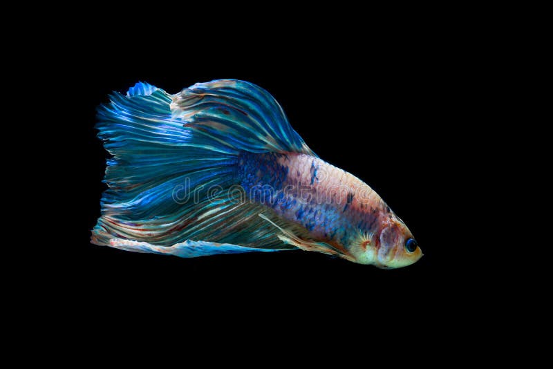 Bite Fish with Beautiful Colors Stock Image - Image of betta, fish ...