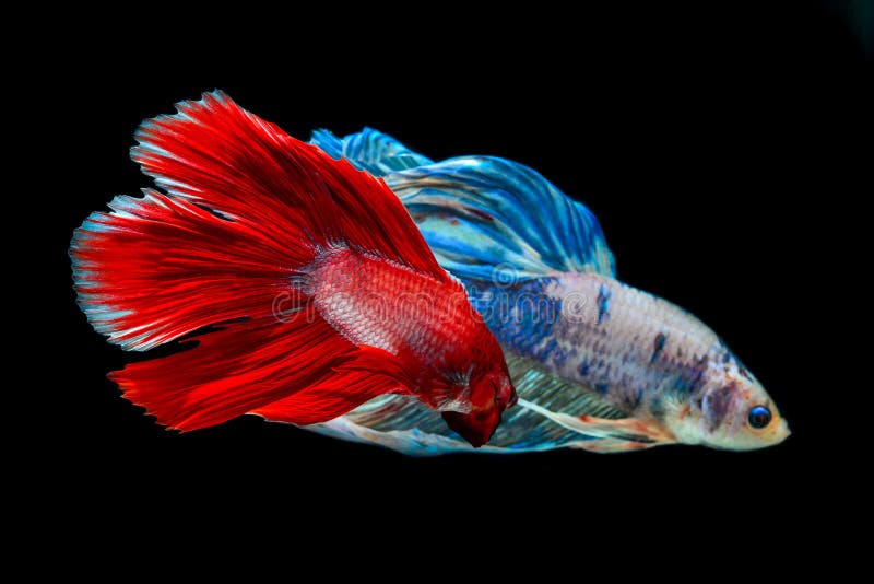 Bite Fish with Beautiful Colors Stock Photo - Image of beauty, colorful ...