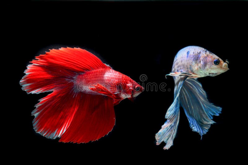 Bite Fish with Beautiful Colors Stock Image - Image of colors, vehicles ...