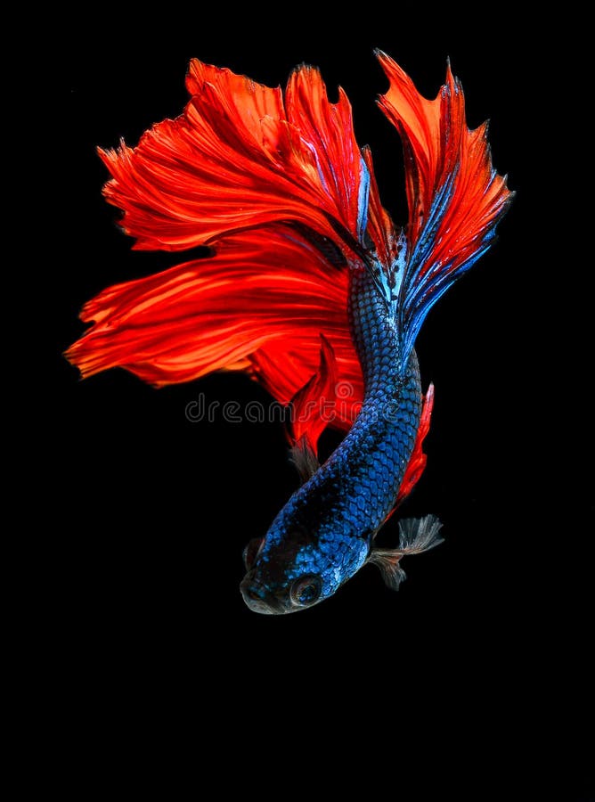 Bite Fish with Beautiful Colors Stock Image - Image of fish, beautiful ...