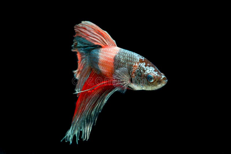 Bite Fish with Beautiful Colors Stock Image - Image of nature, animal ...