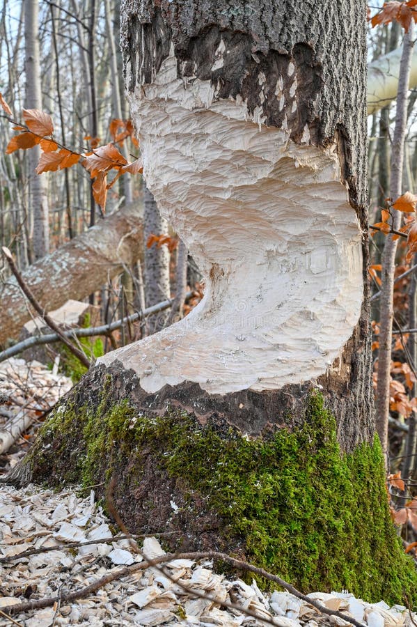 Bite Marks after Beaver on Tree Trunk Stock Image - Image of trunks ... Bite Marks after Beaver on Tree Trunk Stock Image - Image of trunks ...