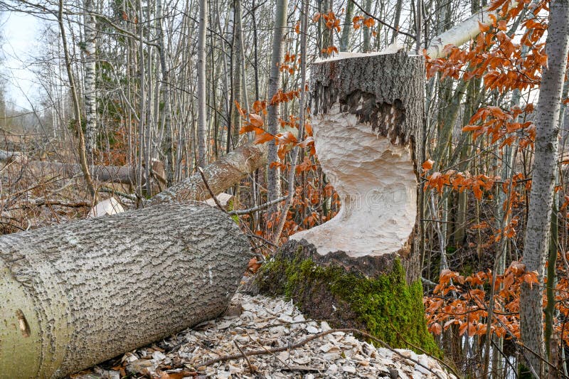 Bite Marks after Beaver on Tree Trunk Stock Image - Image of leaf ... Bite Marks after Beaver on Tree Trunk Stock Image - Image of leaf ...