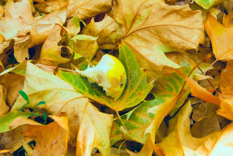 Bite of pear on leaves stock photo. Image of leaf, seasonal - 26309638