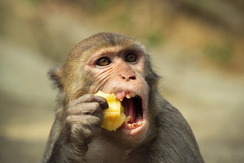 Bite stock photo. Image of expression, eyes, gestures - 30790022