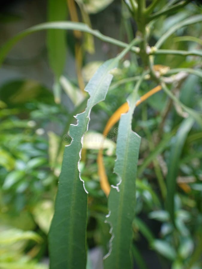 Bited small leaf by insect stock photo. Image of nature - 262221070