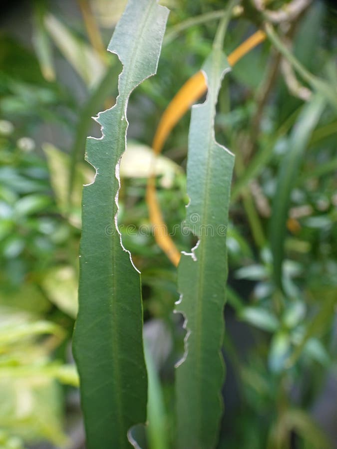 Bited small leaf by insect stock photo. Image of insect - 262221078