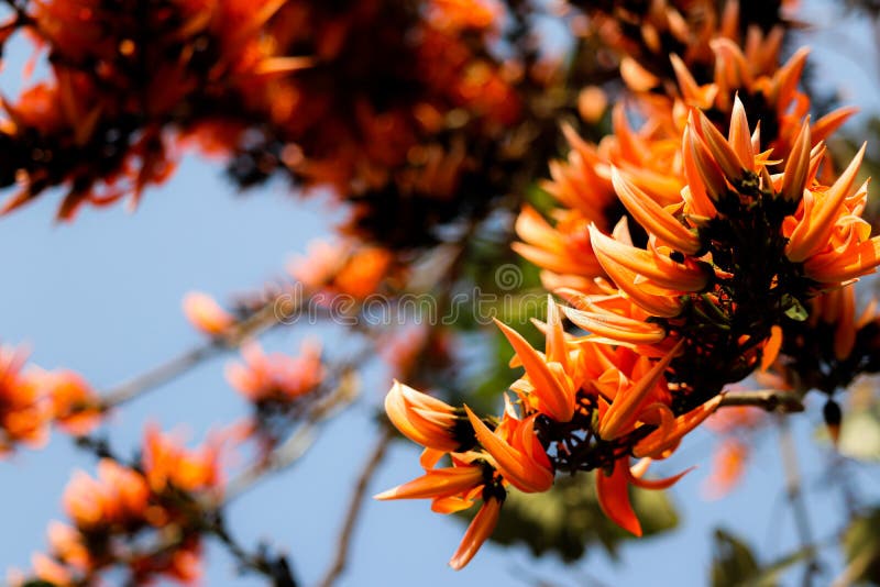 Bites Monosperma or Palash Tree. Stock Image - Image of green, autumn ...