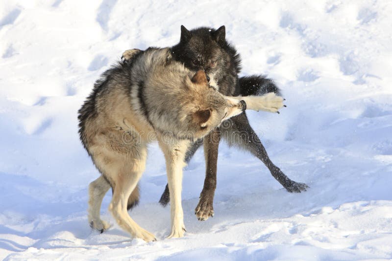 Big male timber wolf stock photo. Image of animals, nipple - 42659358