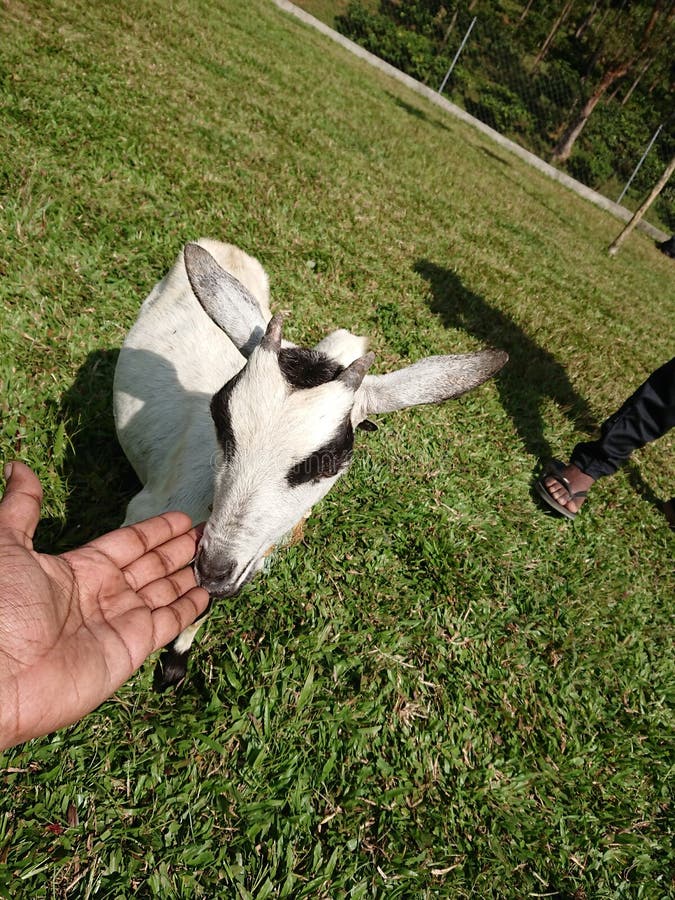 Thinking goat asking you stock image. Image of furry - 59067863