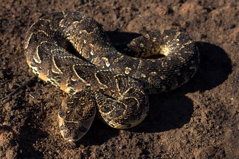 Puff Adder (Bitis Arietans) Slithering Stock Image - Image of fruit ...