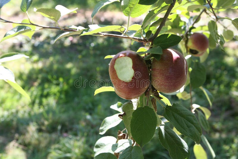 Bitten Apple stock image. Image of forest, missing, trees - 16360475