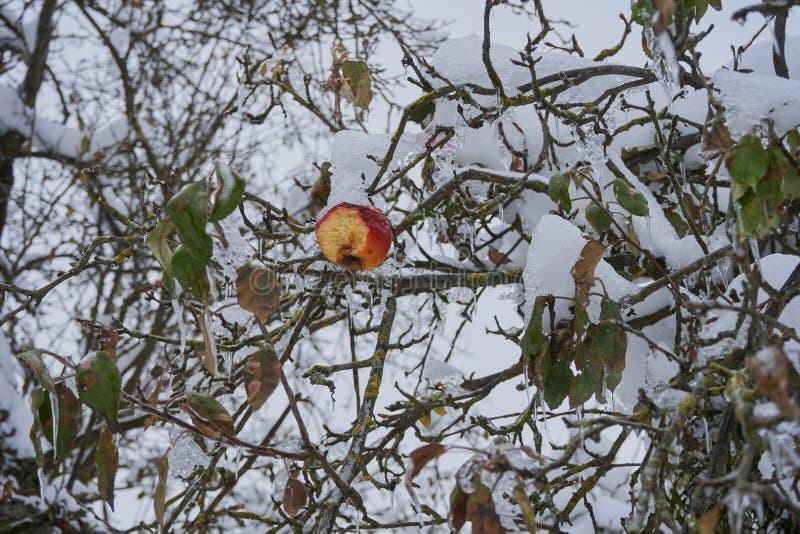A Bitten Apple on a Tree in Winter, Food on Tree for Birds in Winter ...