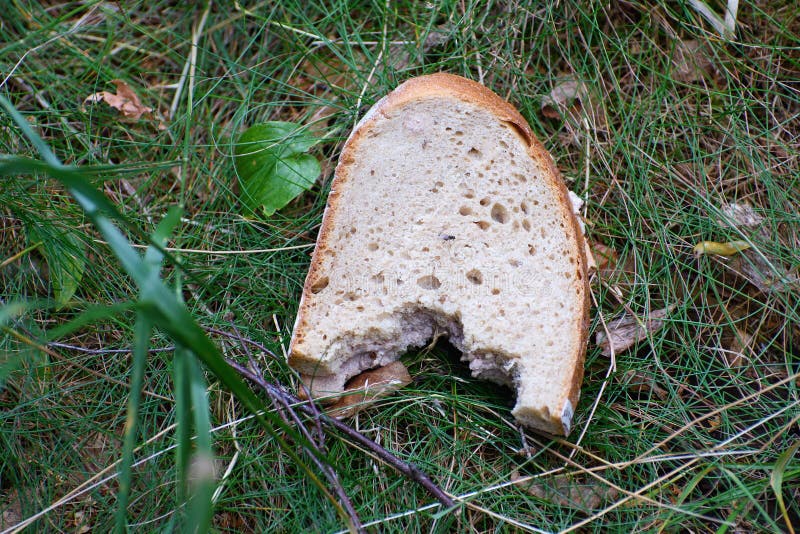 Delicious Bread in the Grass. Stock Image - Image of eaten, tossed ...