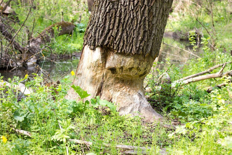 Bitten by a Tree Beavers. Beavers Harm the Forest Stock Photo - Image ...