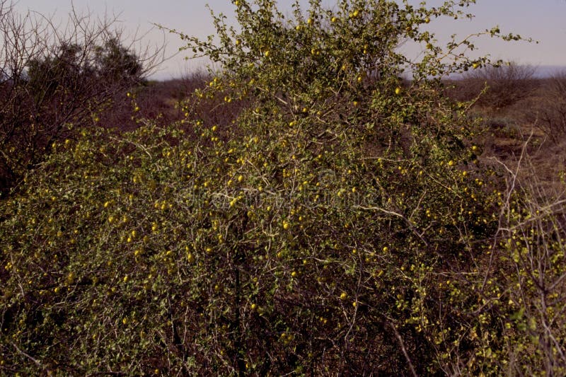 Bitter Apple Tree 13112 stock photo. Image of kenya - 197734830