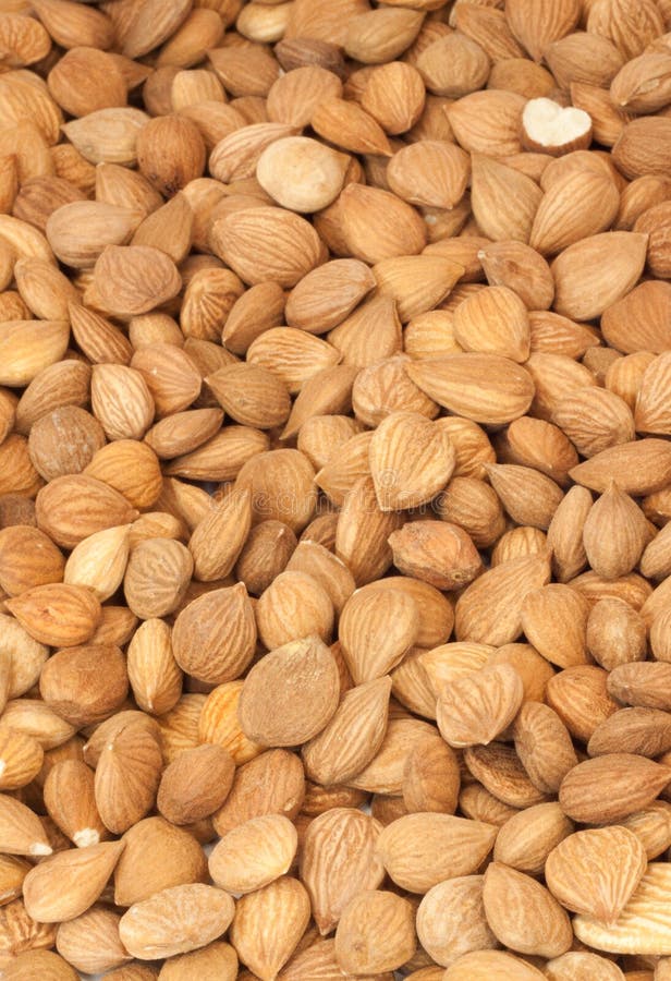 Bitter apricot seeds stock image. Image of bitter, kernel - 18703529
