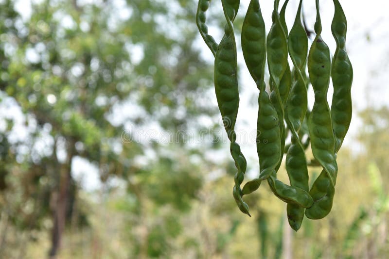 Green Bean Plants in the Garden Stock Image - Image of environment ...