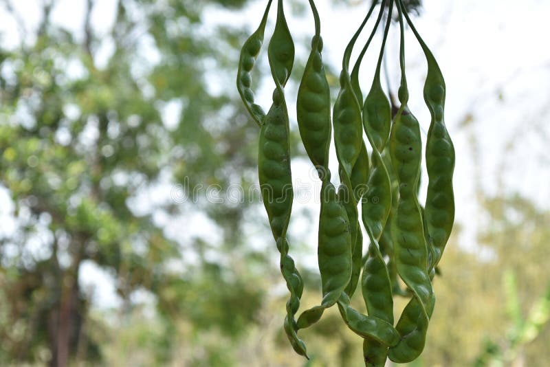 Green Bean Plants in the Garden Stock Image - Image of environment ...