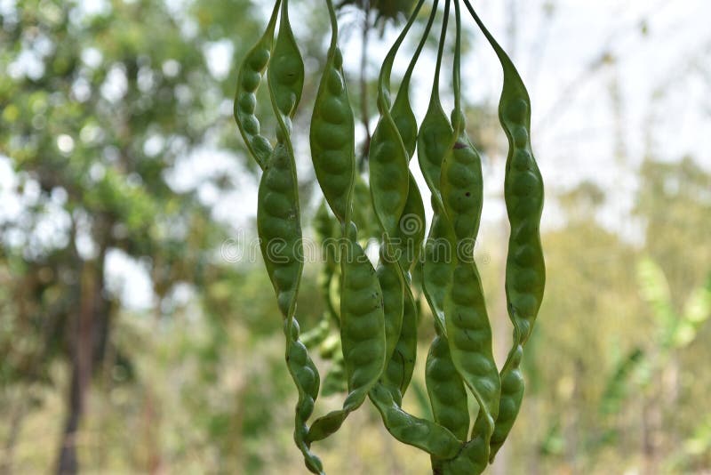 Bitter bean on the tree stock photo. Image of parkia - 165728402