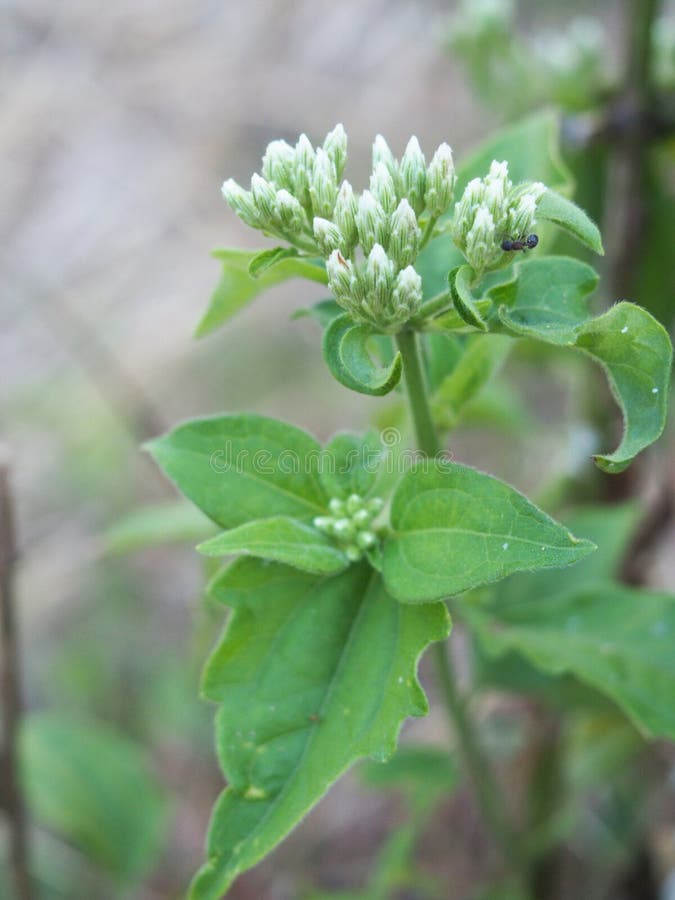 Bitter bush stock image. Image of bush, natural, ocean - 78921579