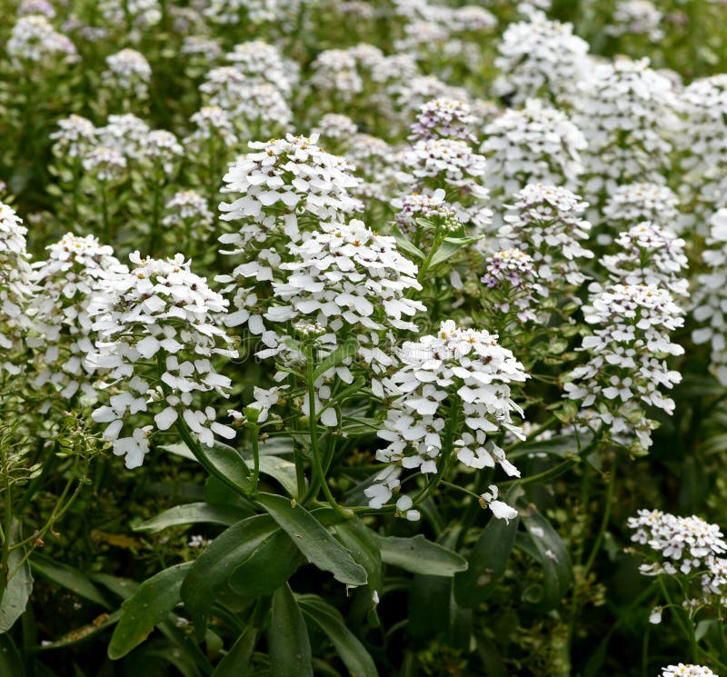 Bitter Candytuft, Iberis Amara Stock Photo - Image of flower, home ...