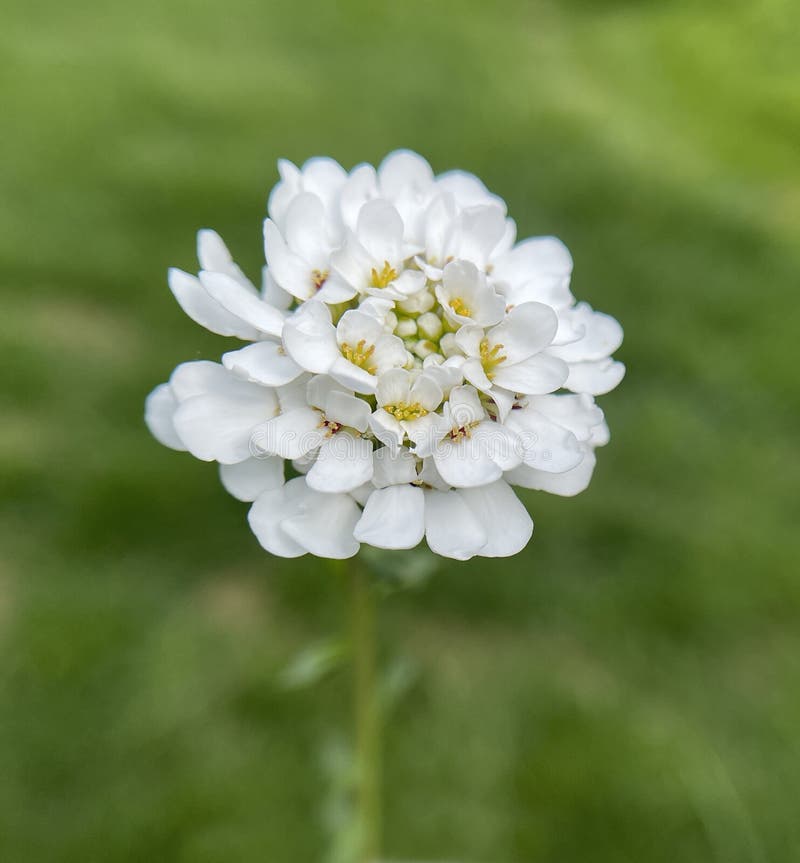 Bitter Candytuft, Iberis Amara Stock Photo - Image of blossom, flowers ...