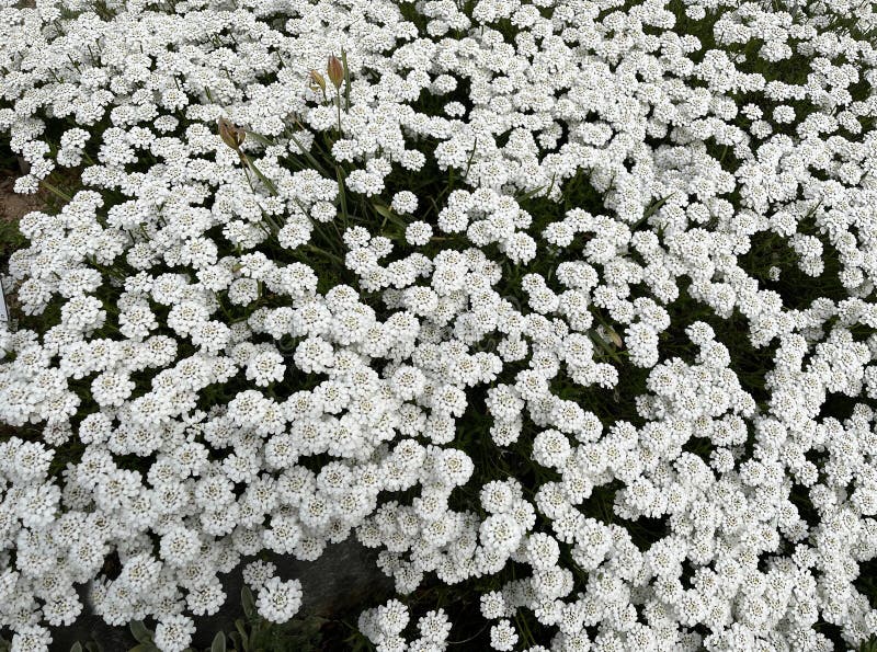 Bitter Candytuft, Iberis Amara Stock Photo - Image of remedy, blossom ...