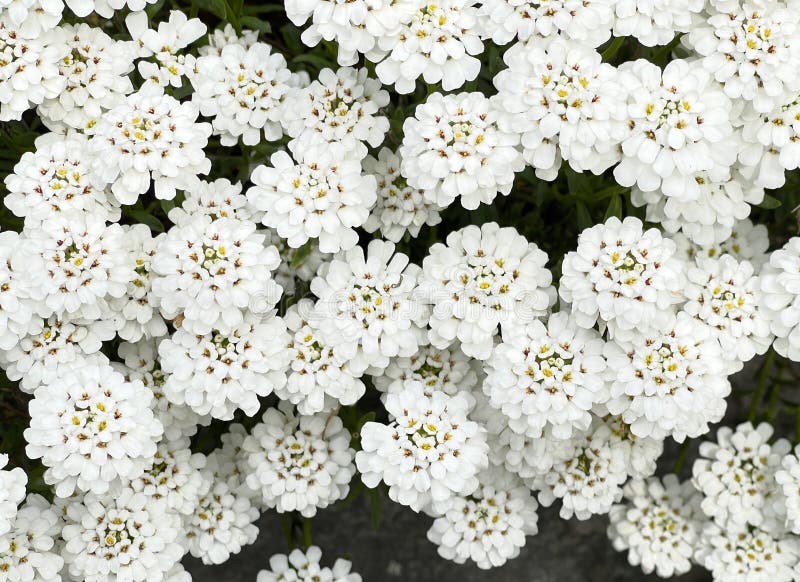 Bitter Candytuft, Iberis Amara Stock Photo - Image of amara, bitter ...