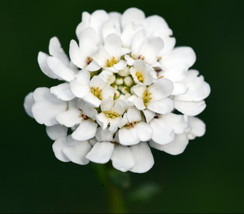 Bitter Candytuft, Iberis Amara Stock Image - Image of flowers ...