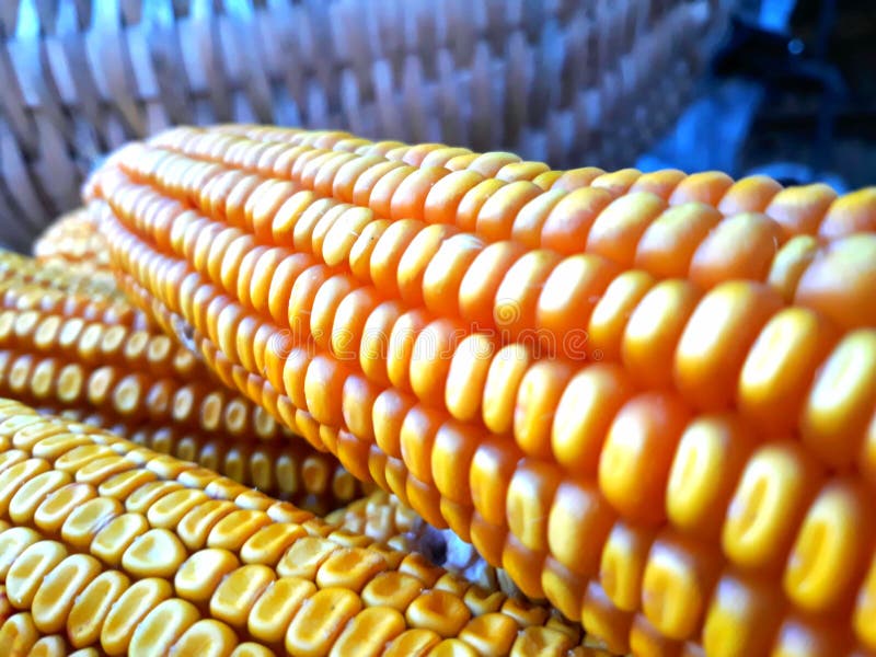 Maize baked stock photo. Image of rail, unusual, corn - 136520430