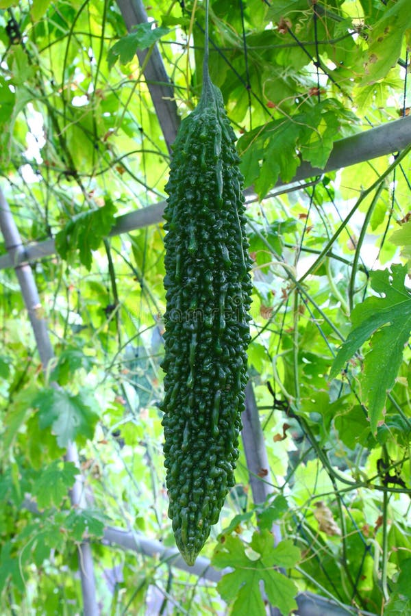 Bitter cucumber in farm stock photo. Image of ingredient - 22588982