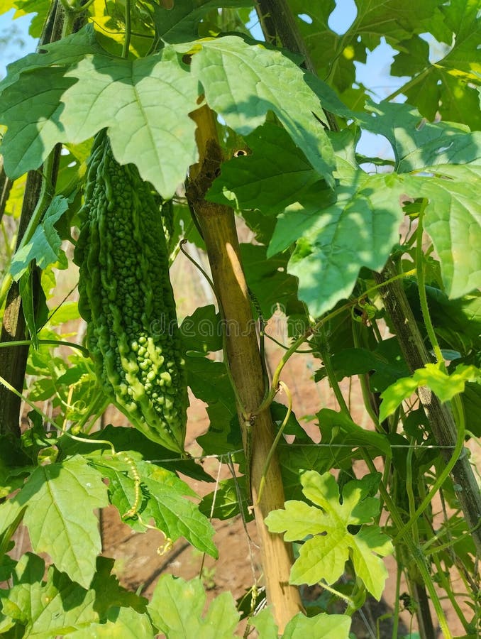 Bitter gourd 4 stock image. Image of bitter, plant, agriculture - 278040283