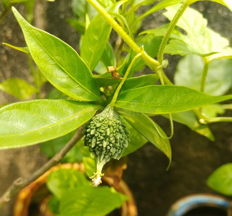 Bitter Gourd. stock photo. Image of plant, autumn, flower - 296964392