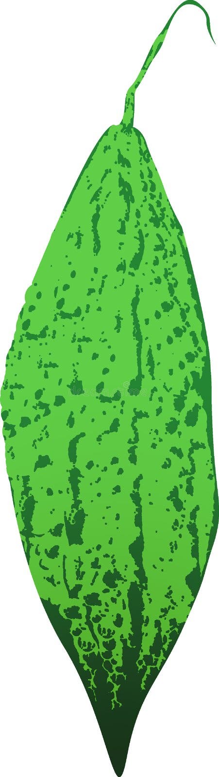 Bitter Gourd Clip Art Stock Illustrations – 25 Bitter Gourd Clip Art ...