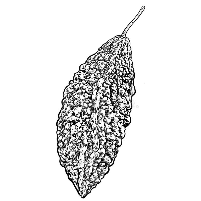 Bitter Gourd Clip Art Stock Illustrations – 34 Bitter Gourd Clip Art ...