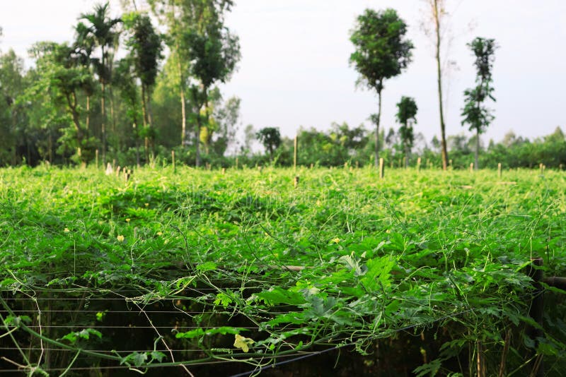Bitter Gourd Field and Sky. Green Bitter Gourd Field Stock Photo ...