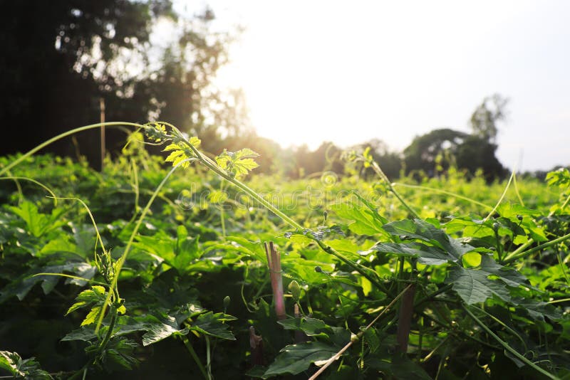 Bitter Gourd Field and Sky. Green Bitter Gourd Field Stock Image ...