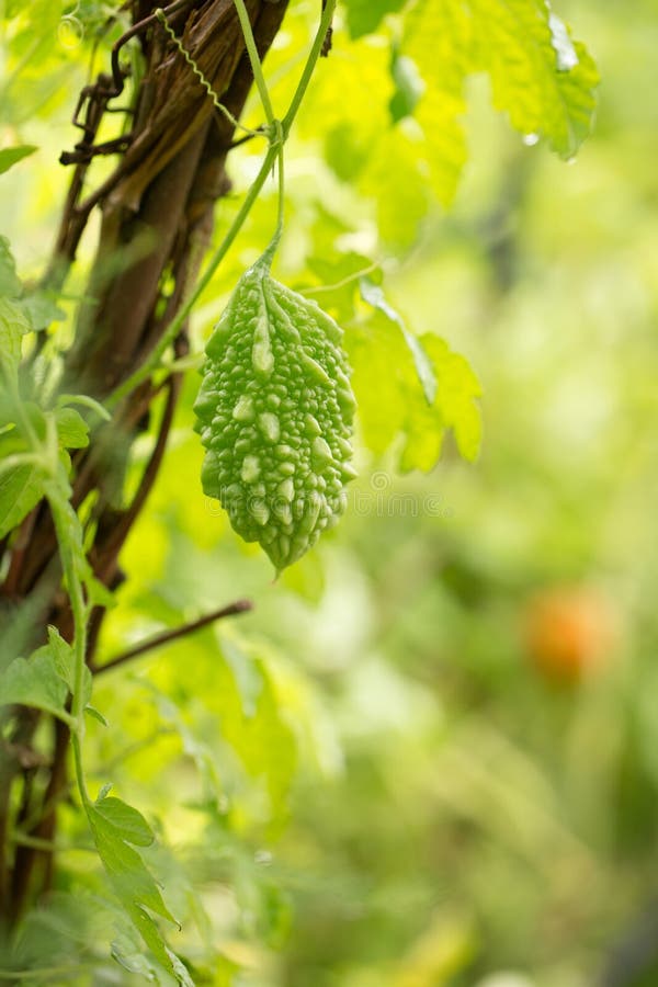 Bitter gourd in garden stock image. Image of leaf, gourd - 333847833