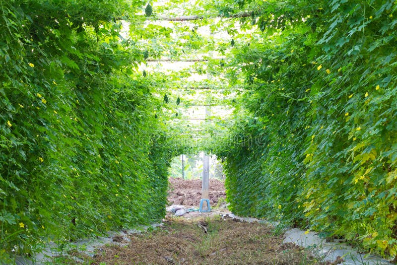 Bitter Gourd Grow into Wall. Stock Image - Image of agriculture ...