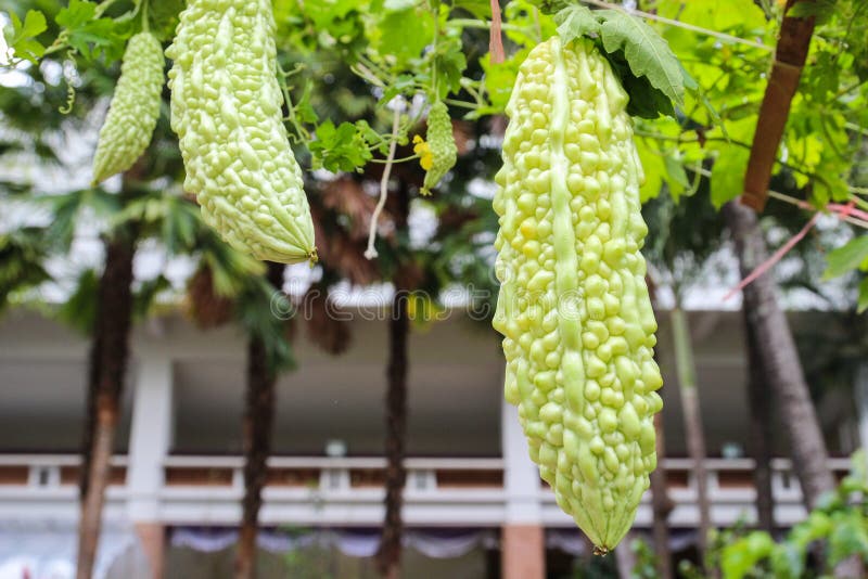 Bitter Gourd Growing in the Garden Stock Image - Image of nutrition ...