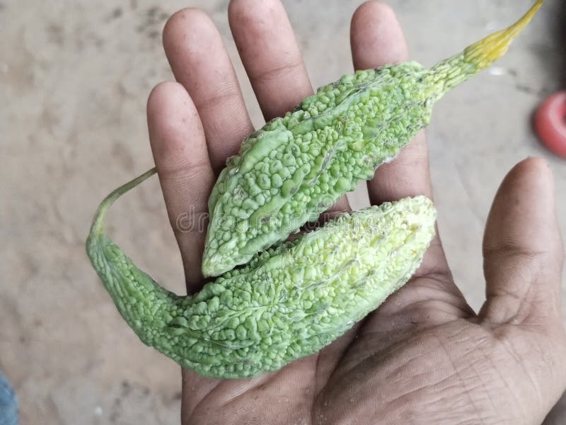 Bitter gourd and hand stock image. Image of hand, gourd - 218243619